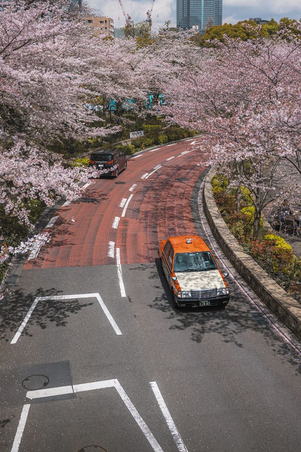 Cherry Blossom Photo Location Guide for Tokyo » Best Sakura Spots