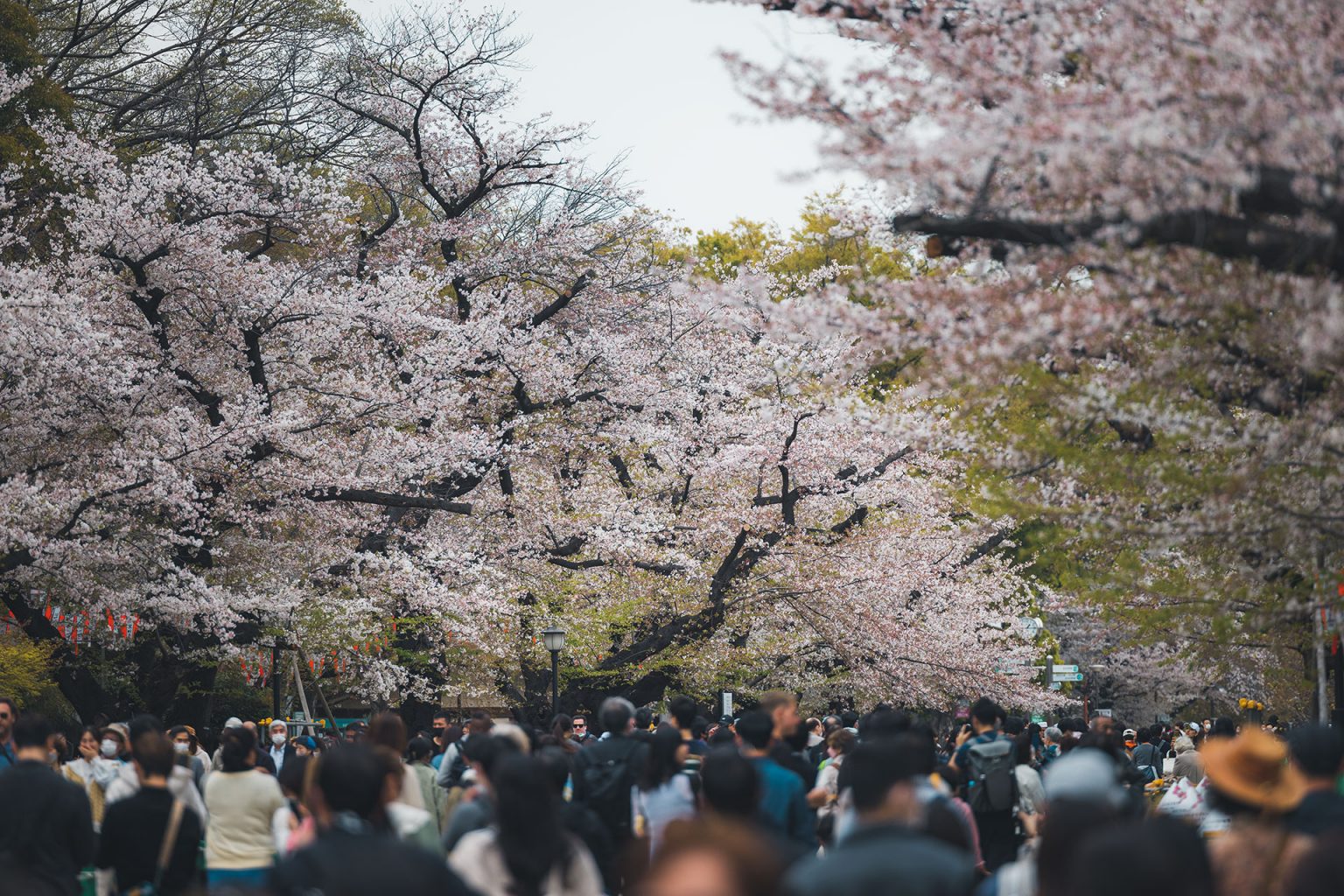 Cherry Blossom Photo Location Guide for Tokyo » Best Sakura Spots