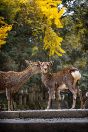 Nara Park Travel Photography Guide to the best locations & spots